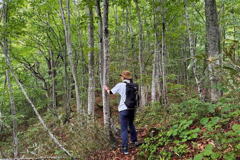 【特集】森林浴をしながら考える､私たちがもっと知るべき｢木と森｣のこと | Do well by doing good.jp